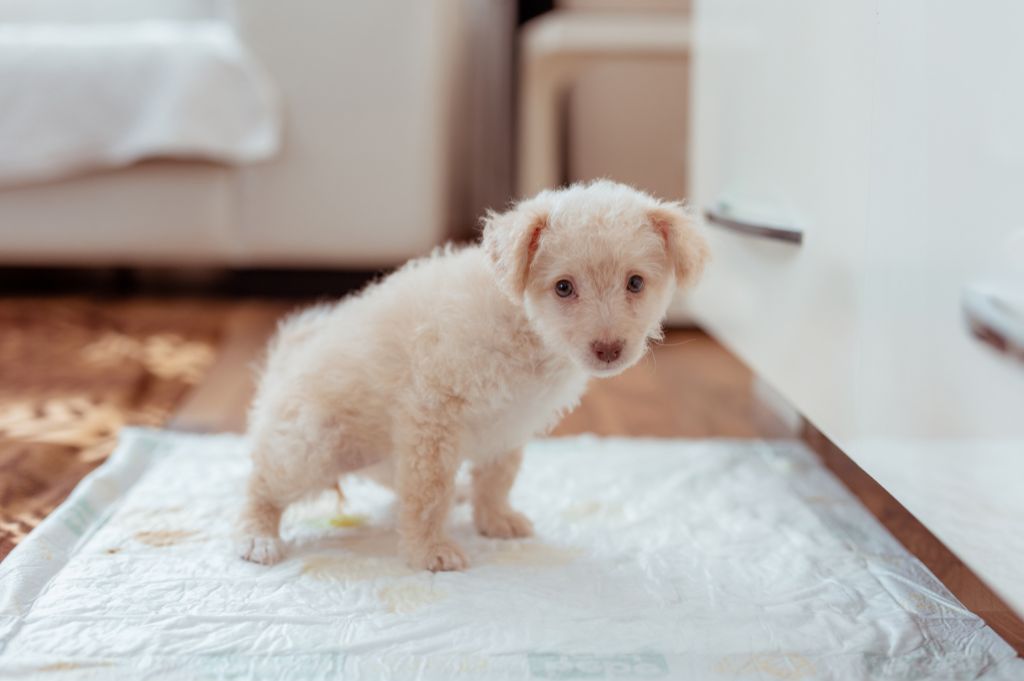 Potty Training a Puppy: Step-by-Step Guide – Made4Pets