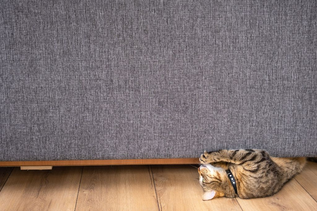 How to Pet-Proof My Home? – Made4Pets