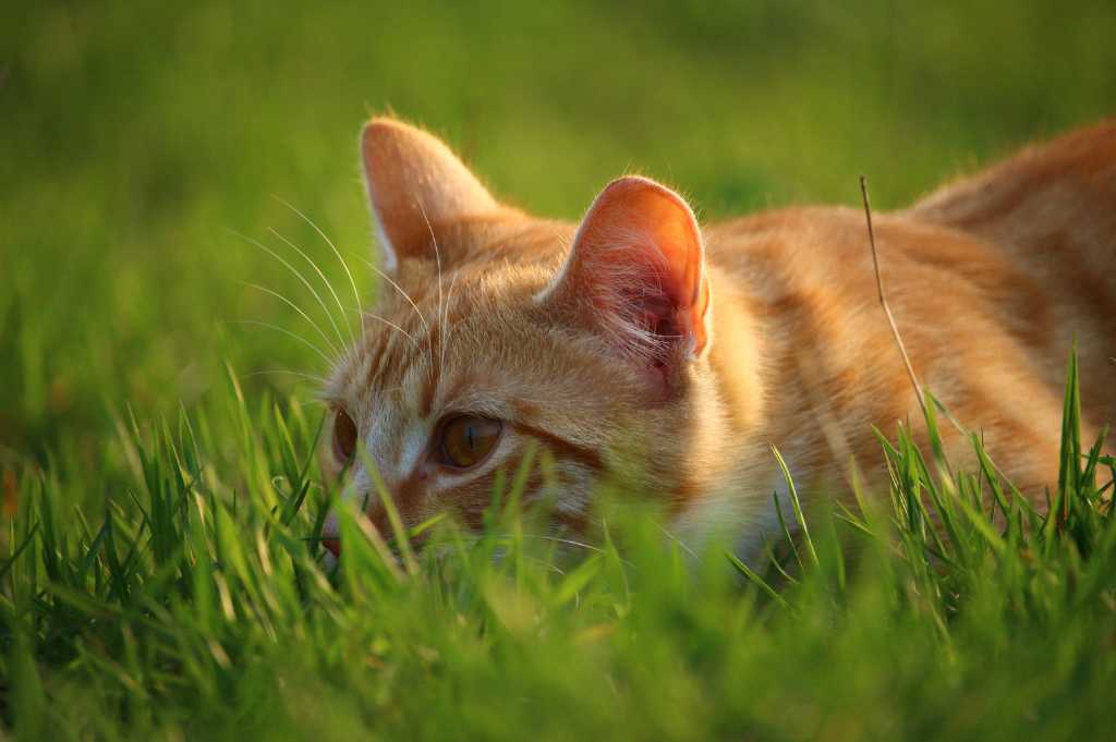 Is Cat Moss Really That Scary? – Made4Pets